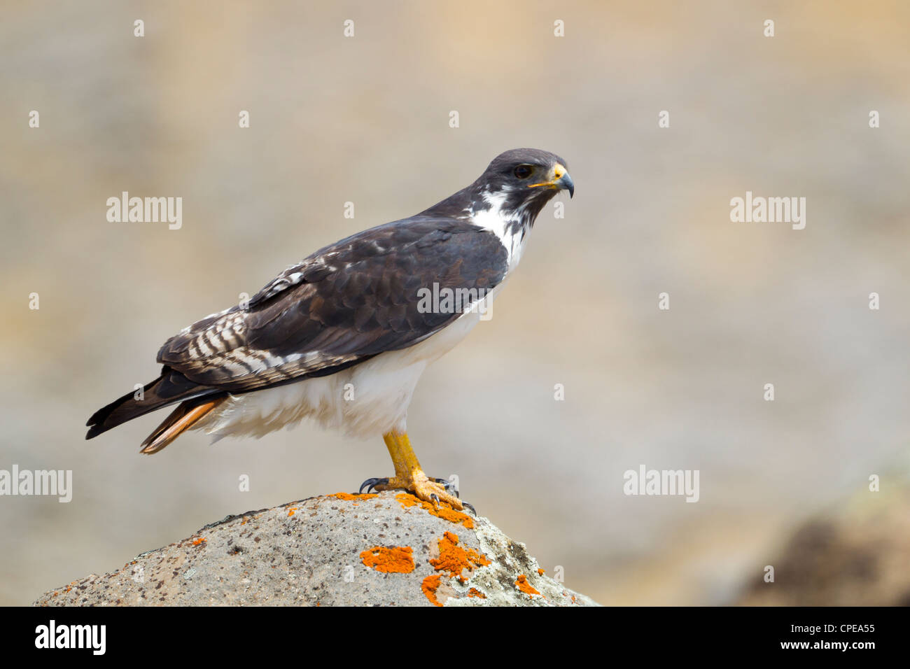 Augur Buzzard Buteo augur perched on rocks at Sanetti Plateau, Bale ...