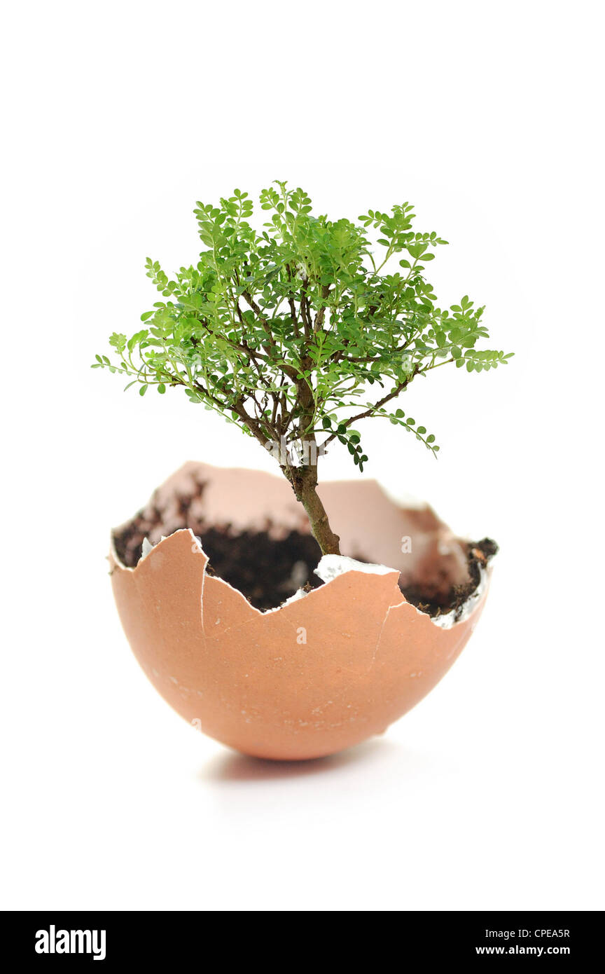 Tree growing from egg shell Stock Photo - Alamy