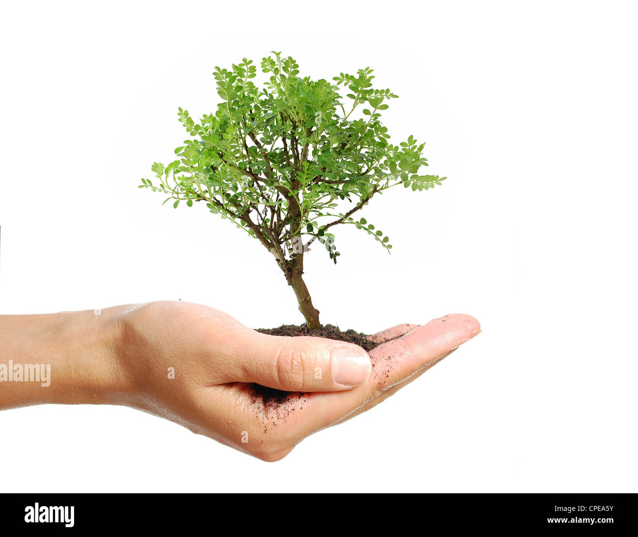Tree in hand Stock Photo - Alamy