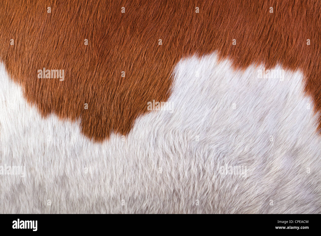 Cow macro hi-res stock photography and images - Alamy