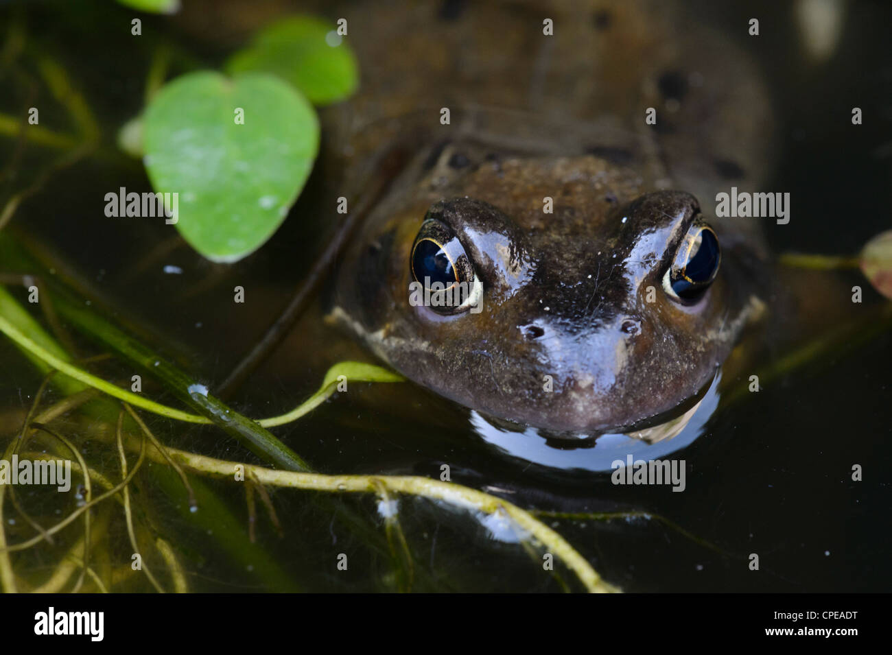 Common garden frog in pond, Scotland Stock Photo - Alamy