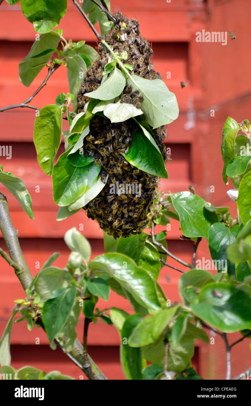 honey bees form a swarm on quince tree in apiary Stock Photo - Alamy