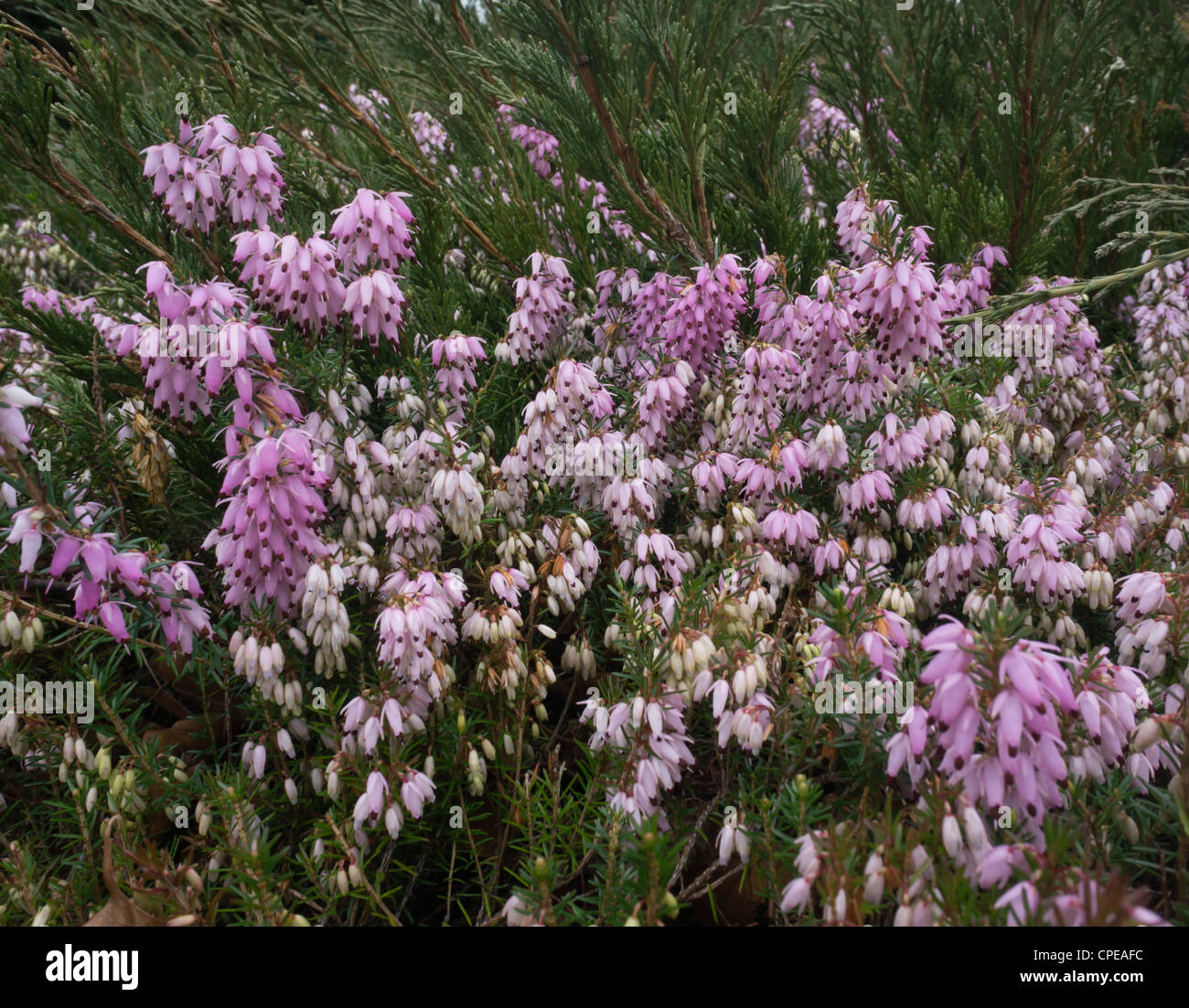 Purple heather plant hi-res stock photography and images - Alamy