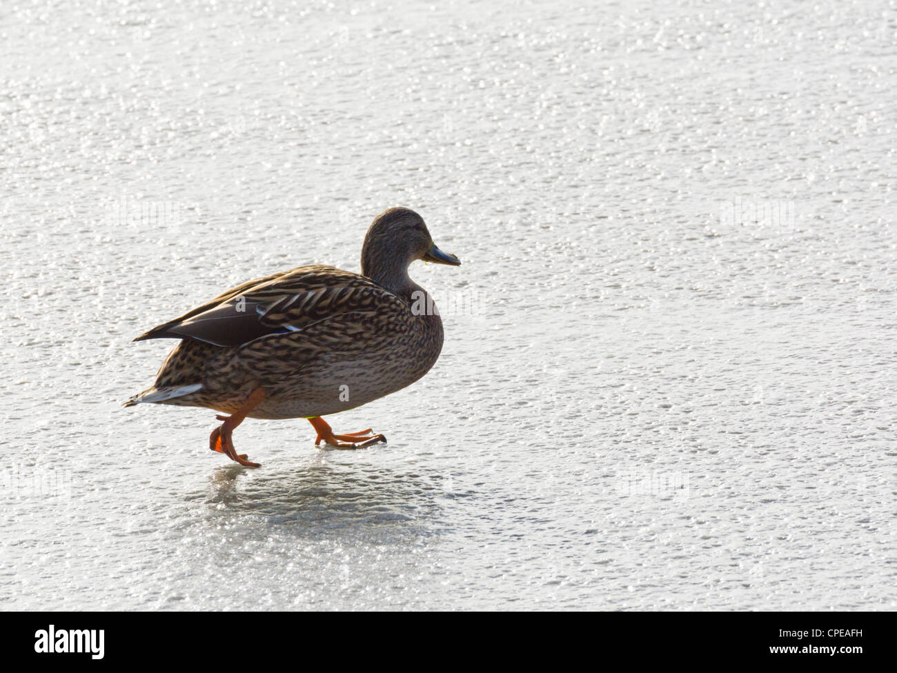 Iced over river hi-res stock photography and images - Alamy