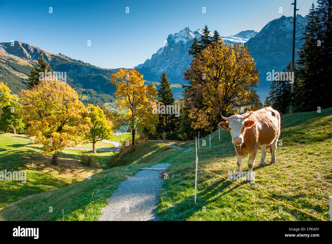 View on grindelwald and wetterhorn hi-res stock photography and images ...