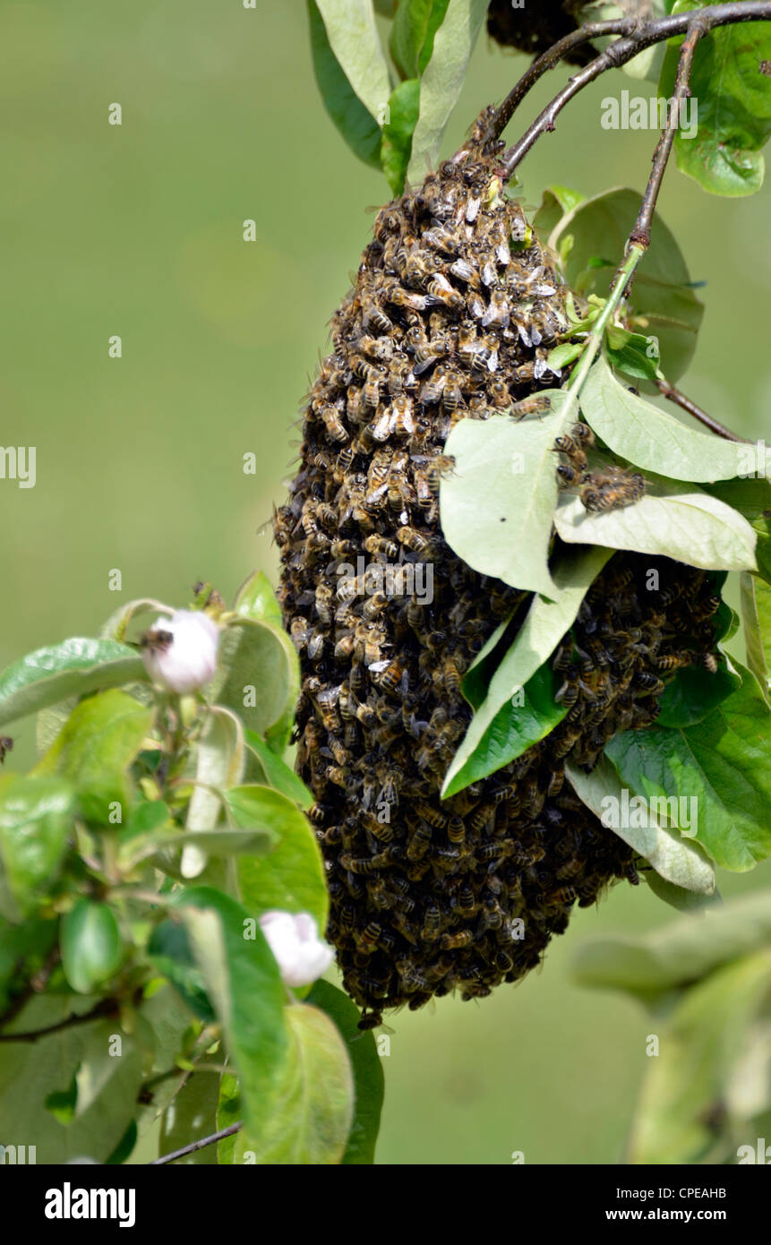 bee swarm hanging from fruit tree branch Stock Photo - Alamy
