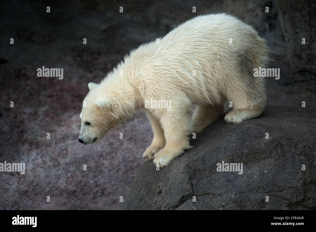 Small polar bear cub exploring the territory Stock Photo - Alamy