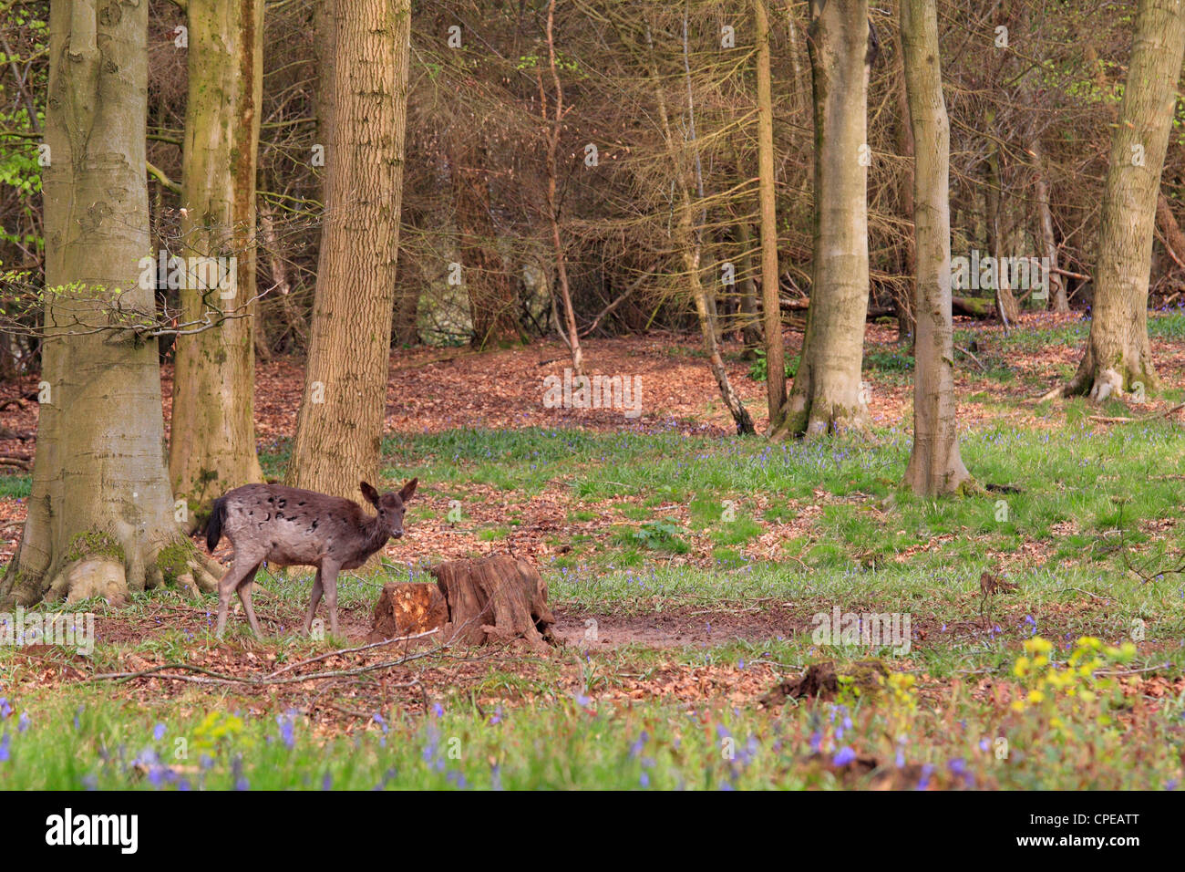 Fallow spring hi-res stock photography and images - Alamy