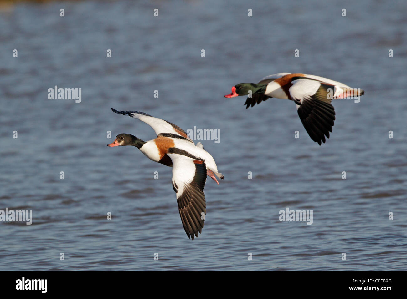 Common Shelduck In Flight High Resolution Stock Photography and Images ...