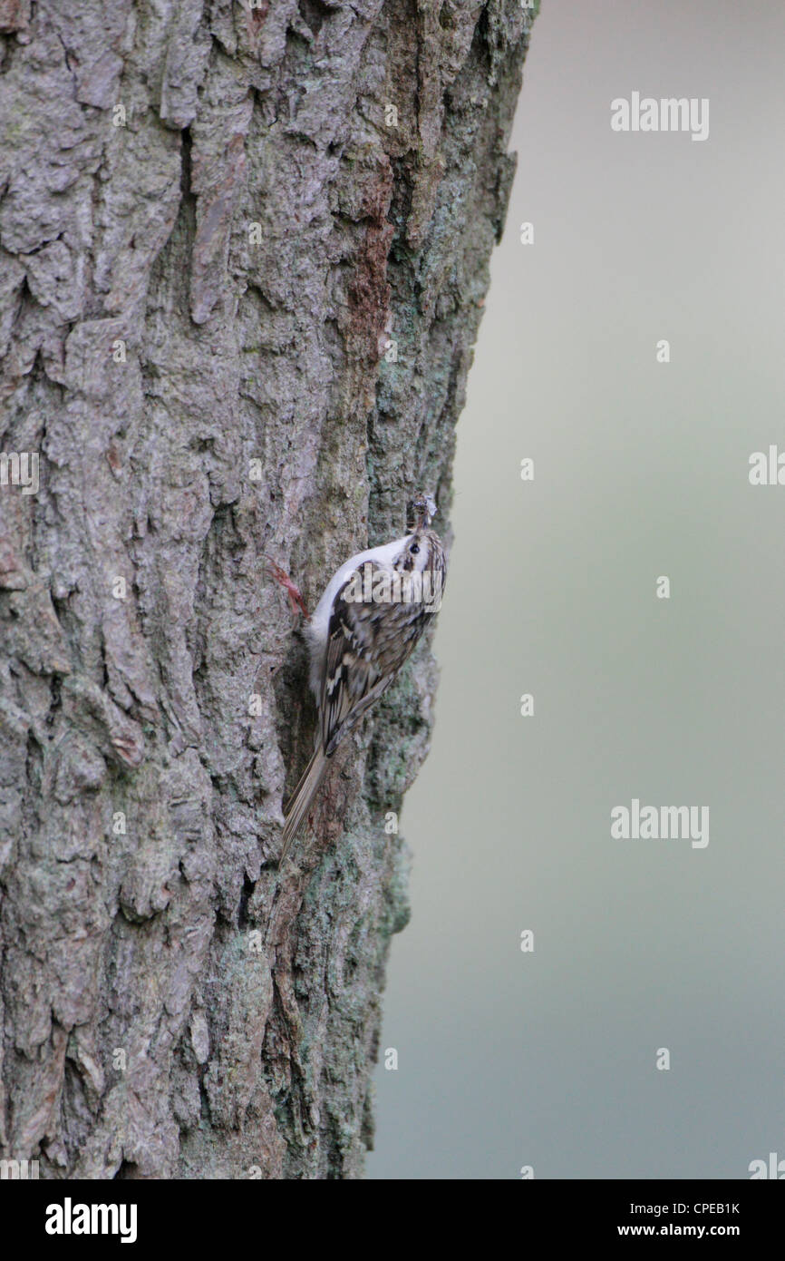 Eurasian Treecreeper carrying food Stock Photo - Alamy