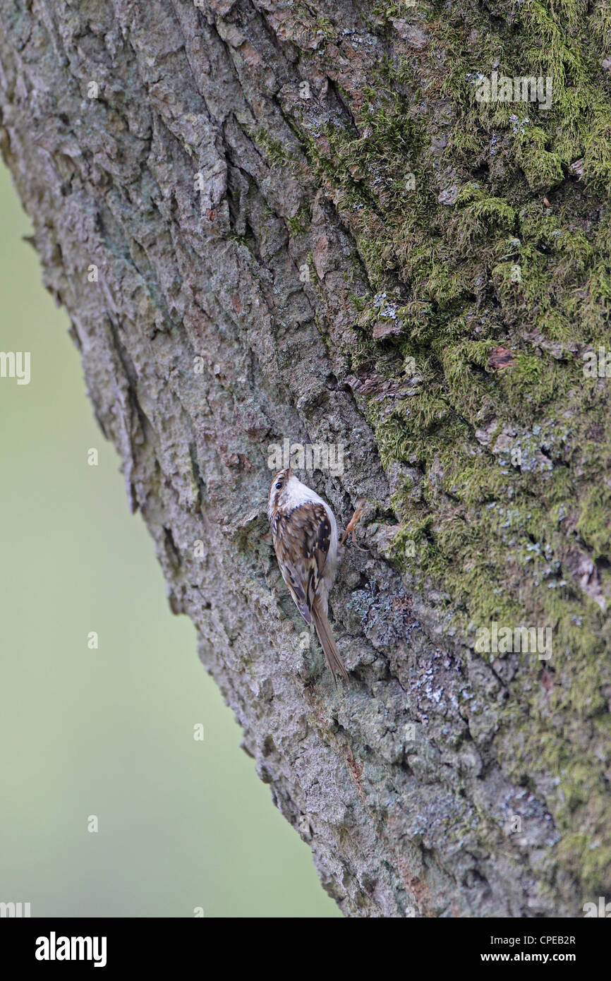Eurasian Treecreeper carrying food Stock Photo - Alamy