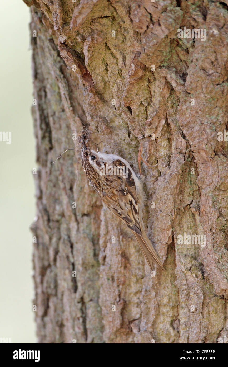 Eurasian Treecreeper carrying food Stock Photo - Alamy