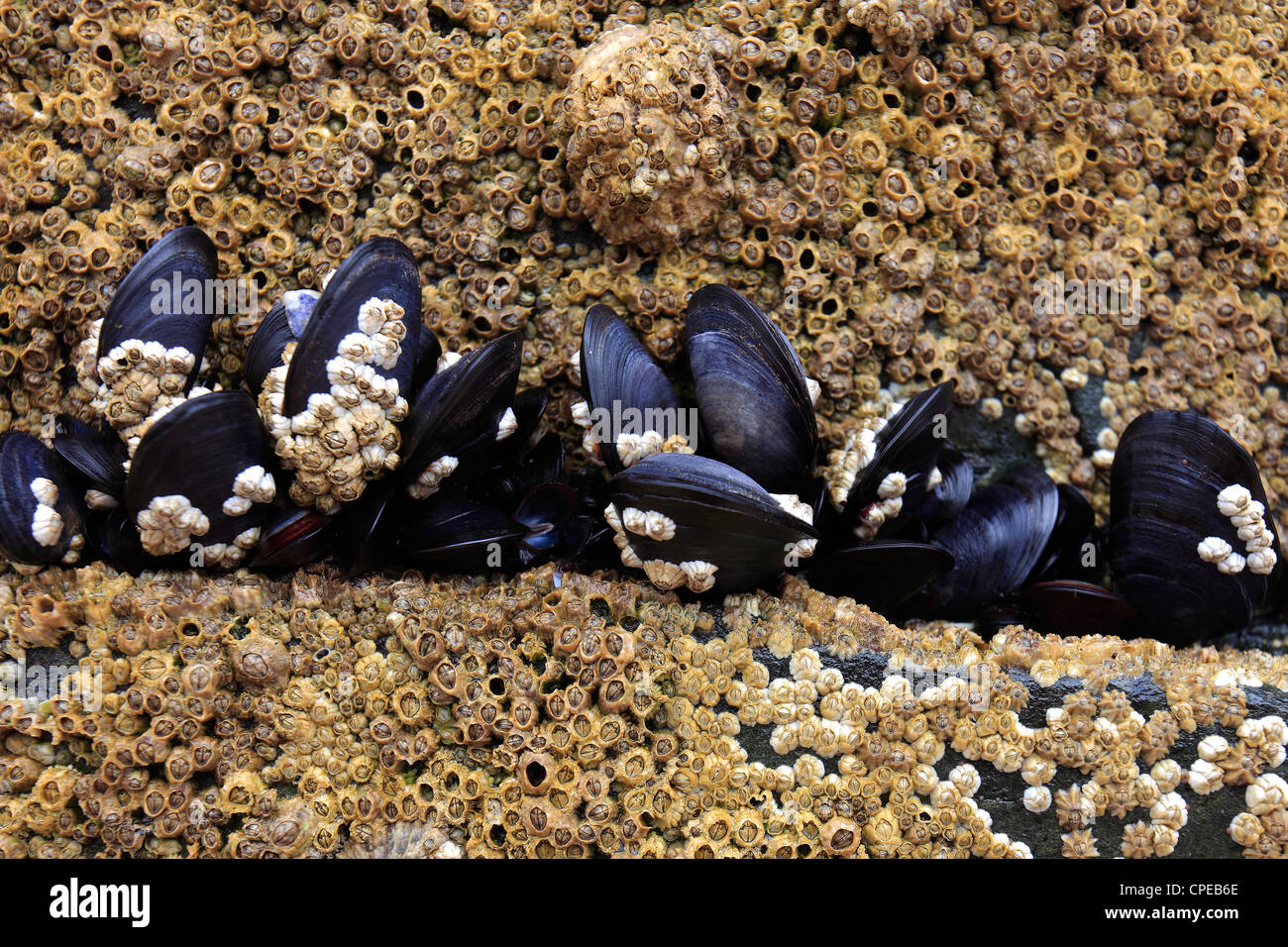 Common Mussel Bed ( Mytilus edulis Stock Photo - Alamy