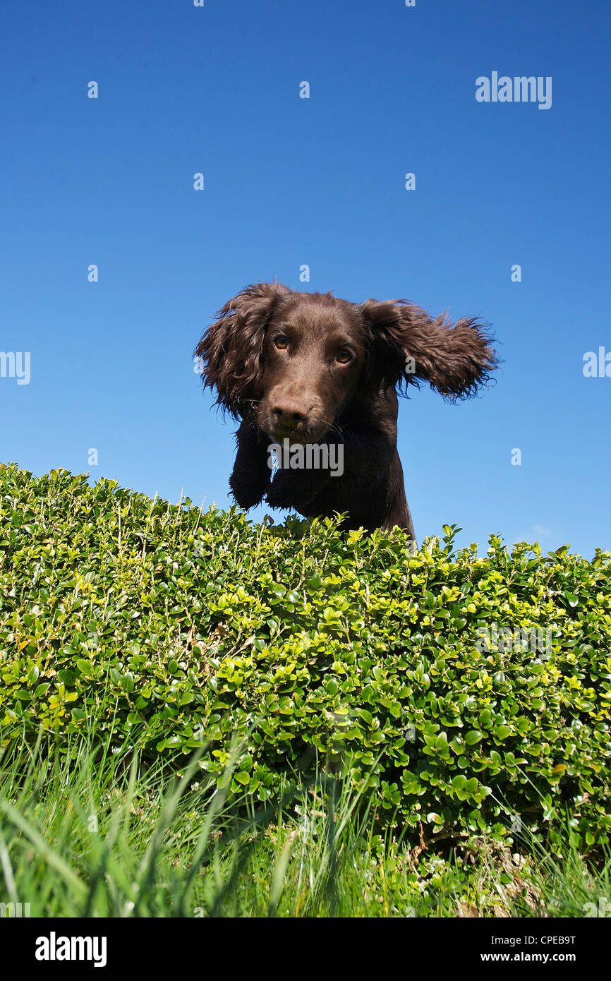 Working cocker spaniel puppy hi-res stock photography and images - Alamy
