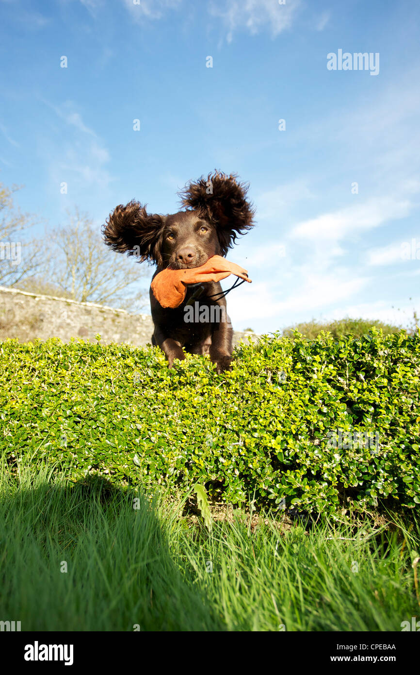 Working cocker spaniel puppy jumping over a hedge with a training dummy ...