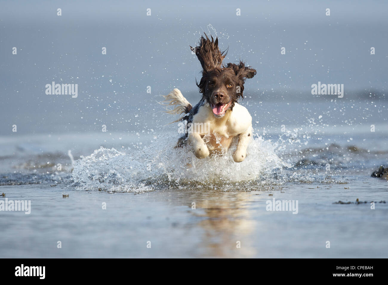 English springer spaniel enjoying a run and splash in water Stock Photo ...