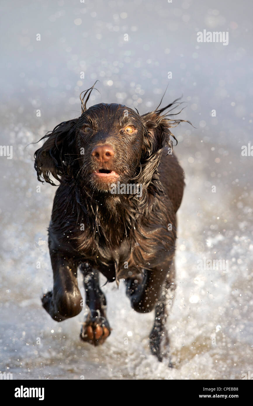 Working cocker spaniel having fun splashing through water Stock Photo ...