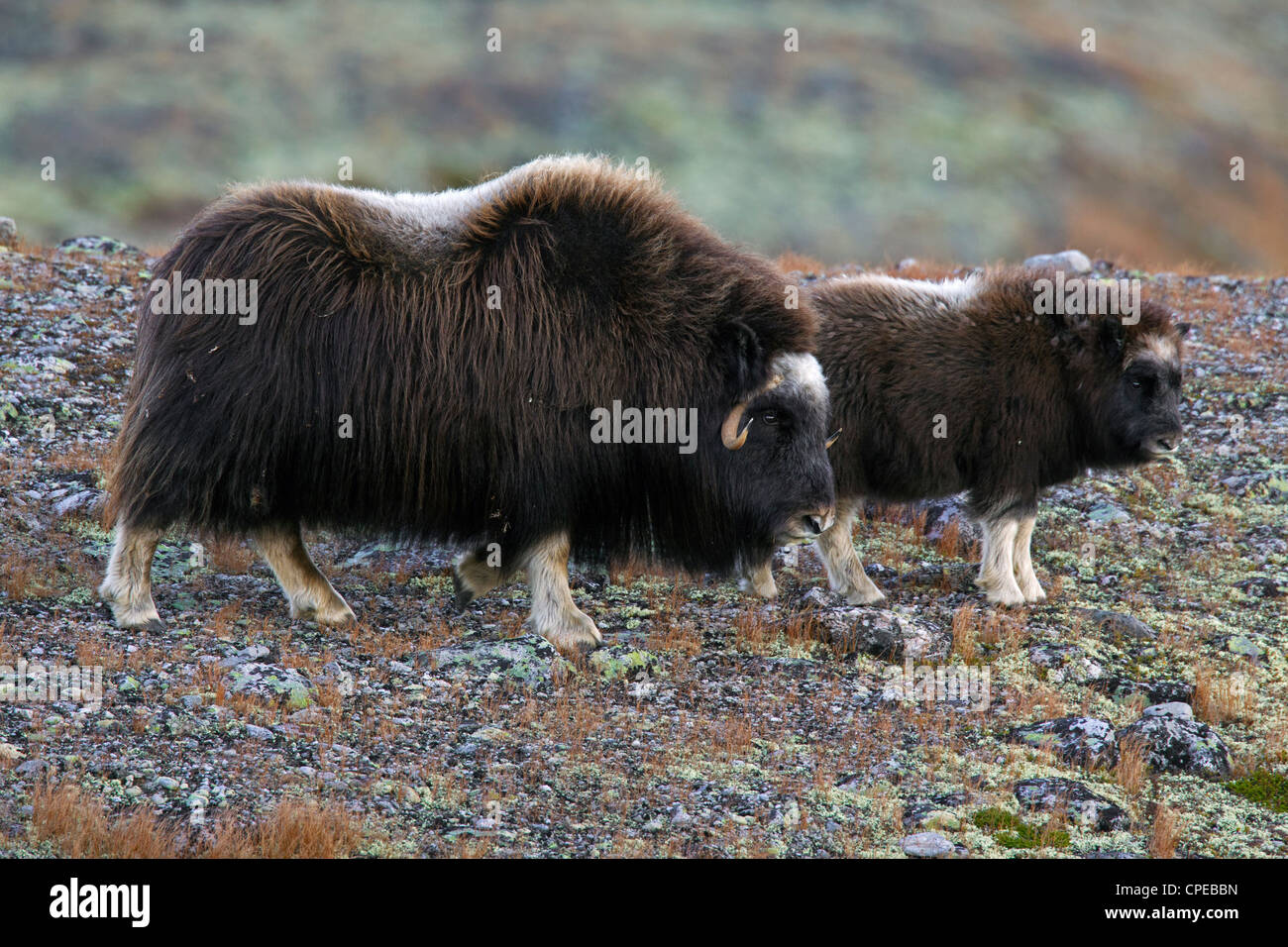 Muskox (Ovibos moschatus) female and calf on the tundra in autumn ...