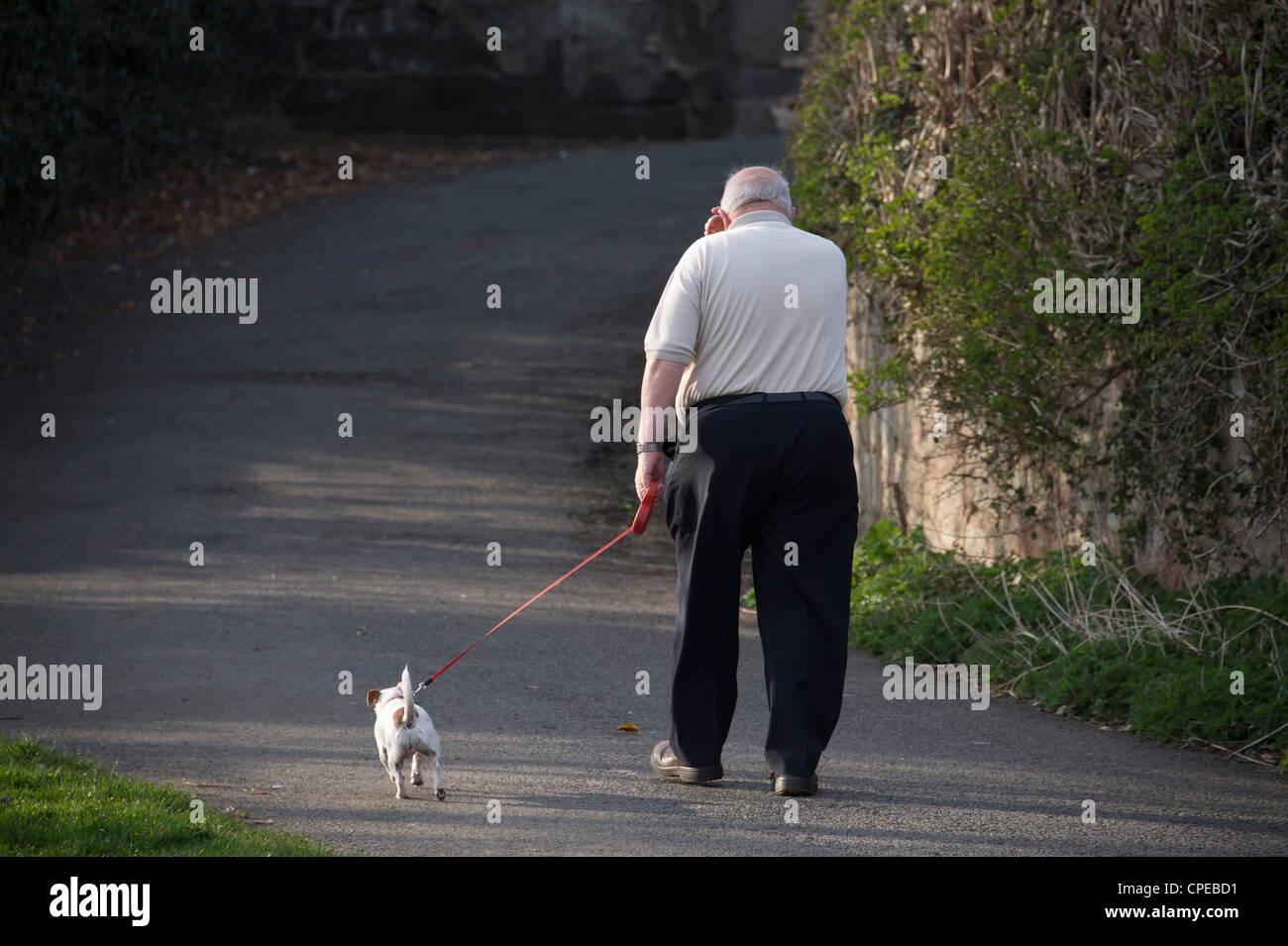 Man walking small dog Stock Photo - Alamy