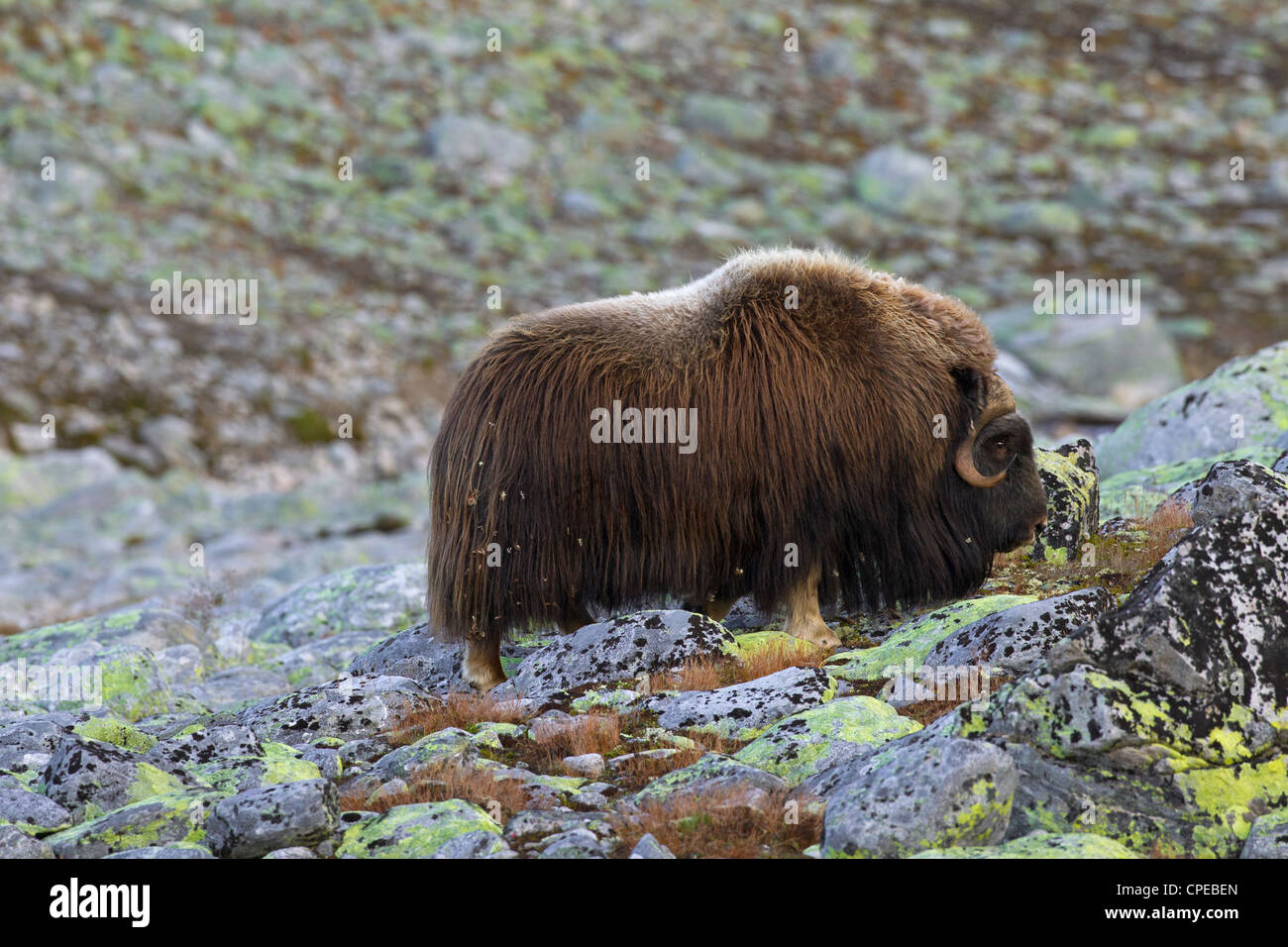 Muskox (Ovibos moschatus) male portrait on the tundra in autumn ...