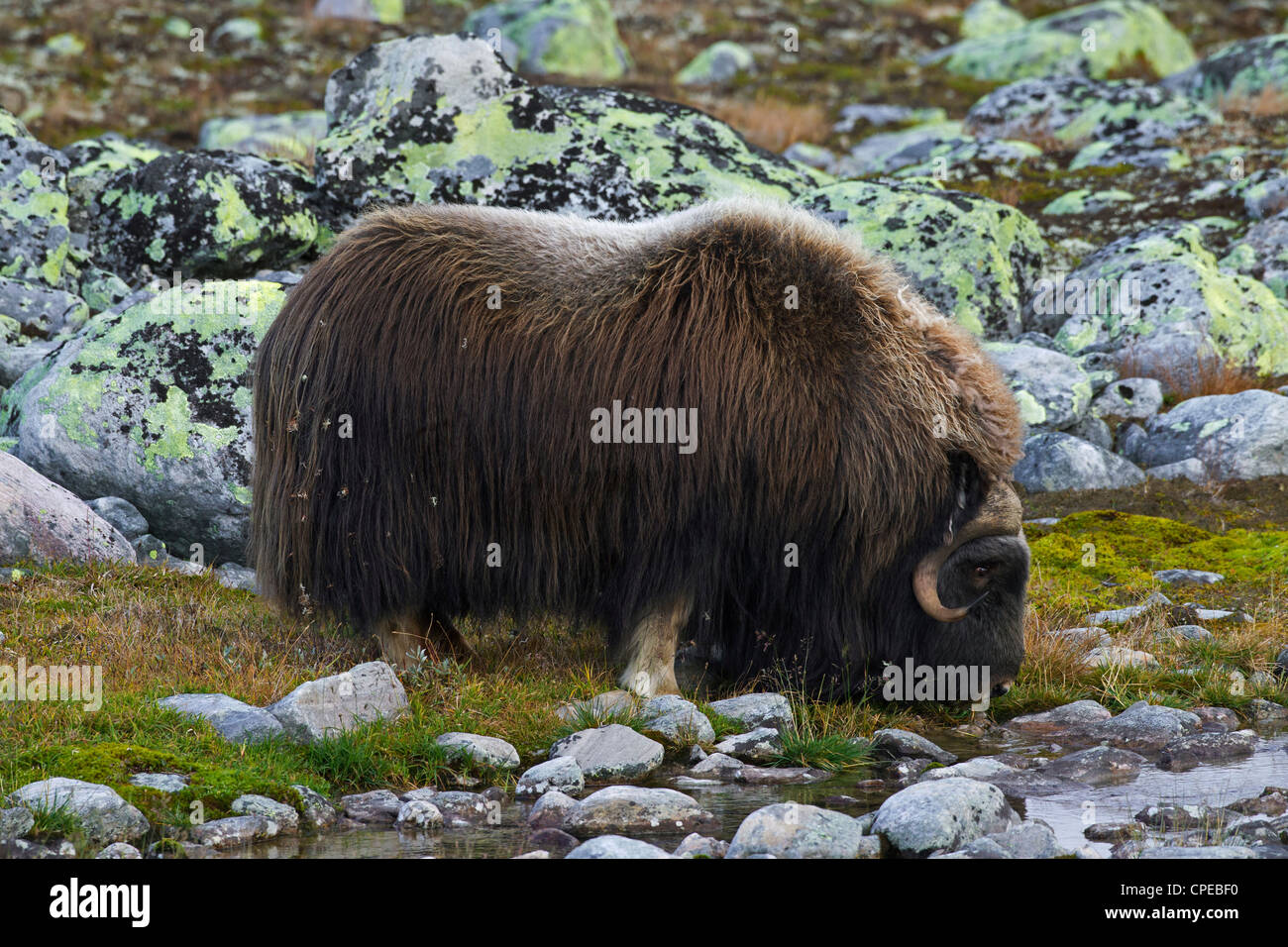 Muskox (Ovibos moschatus) female on the tundra in autumn, Dovrefjell ...