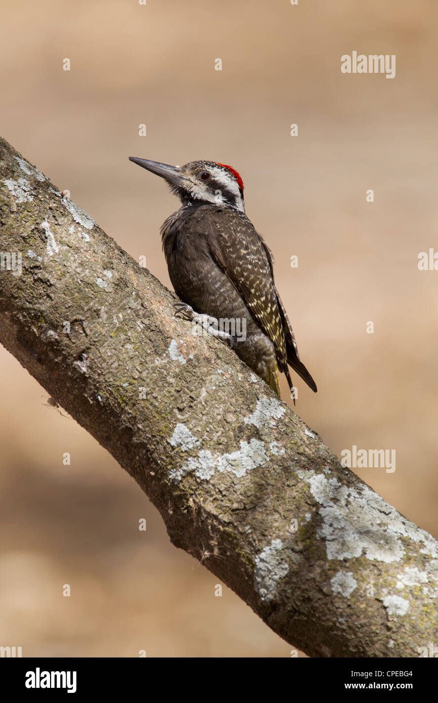 Bearded woodpeckers hi-res stock photography and images - Alamy
