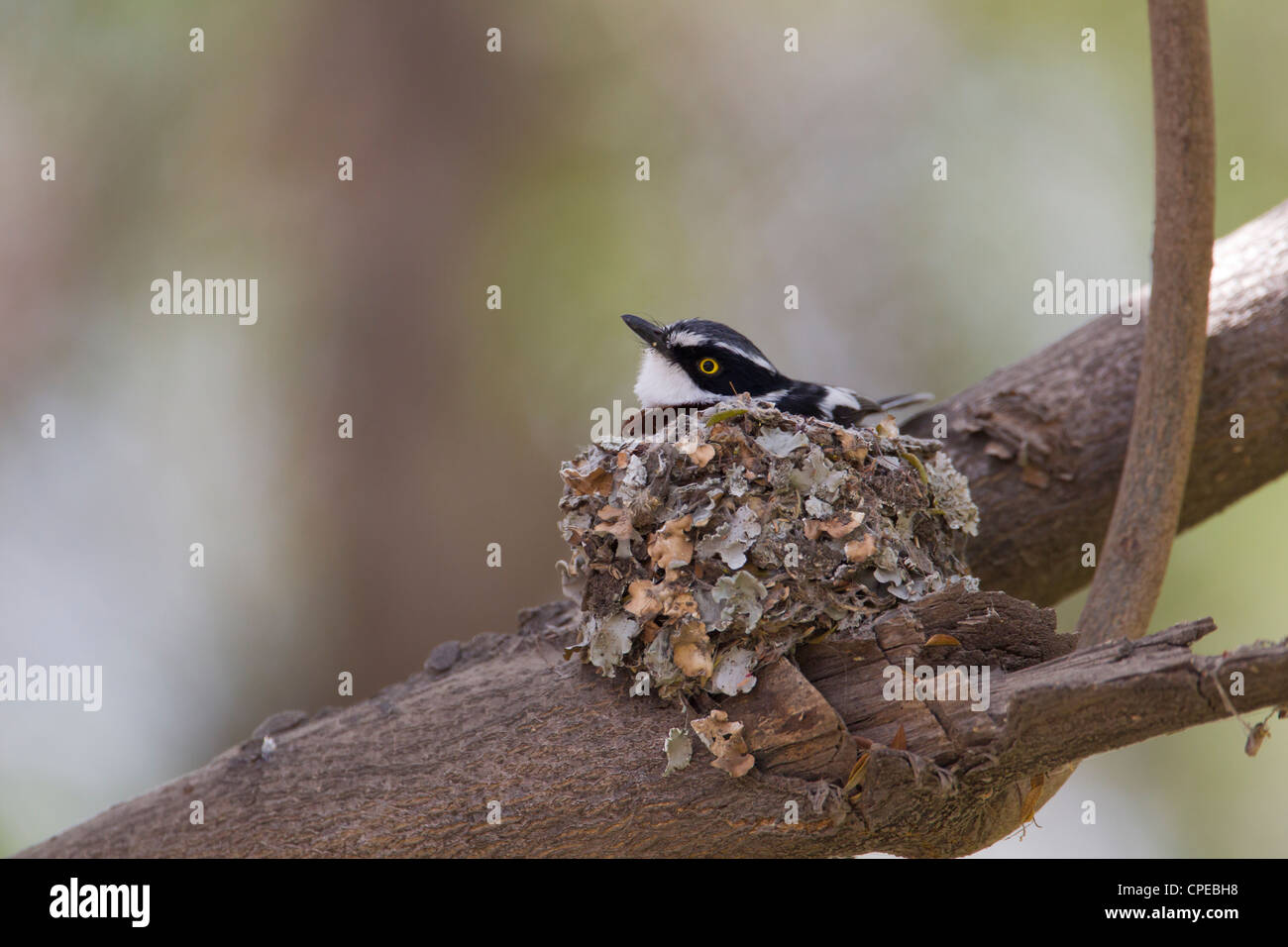 Black-headed Batis Batis Minor female on nest at Lake Ziway, Ethiopia ...