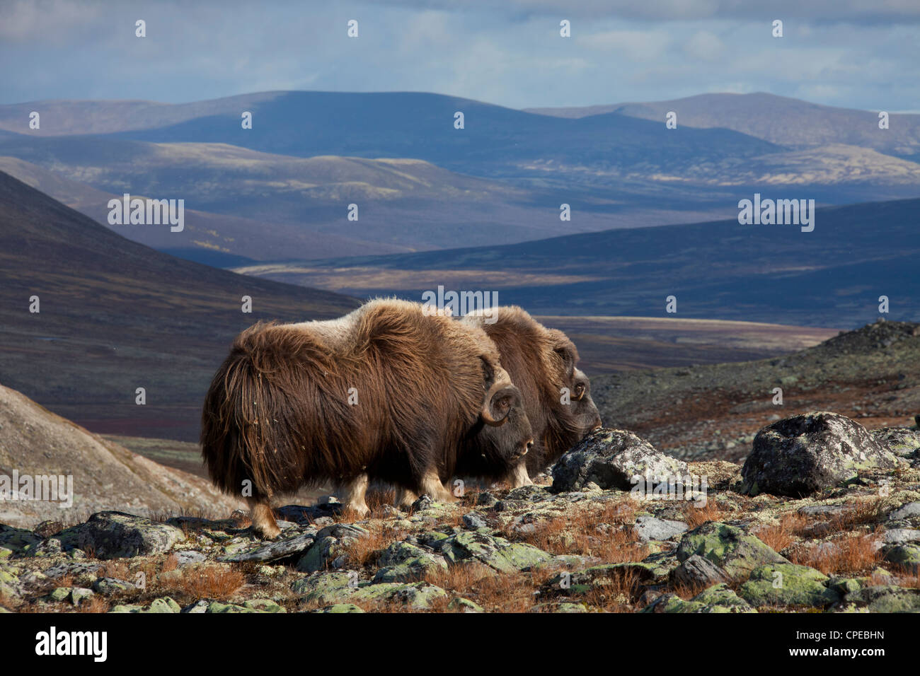 Musk ox herd norway dovre hi-res stock photography and images - Alamy