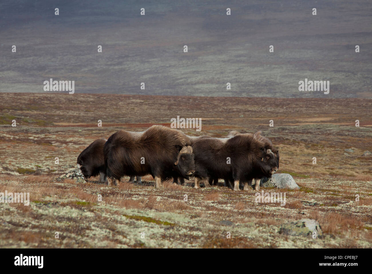 Arctic Tundra Animal Herd High Resolution Stock Photography and Images ...