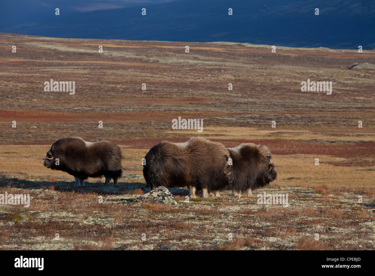 Muskox (Ovibos moschatus) herd on the tundra in autumn, Dovrefjell ...