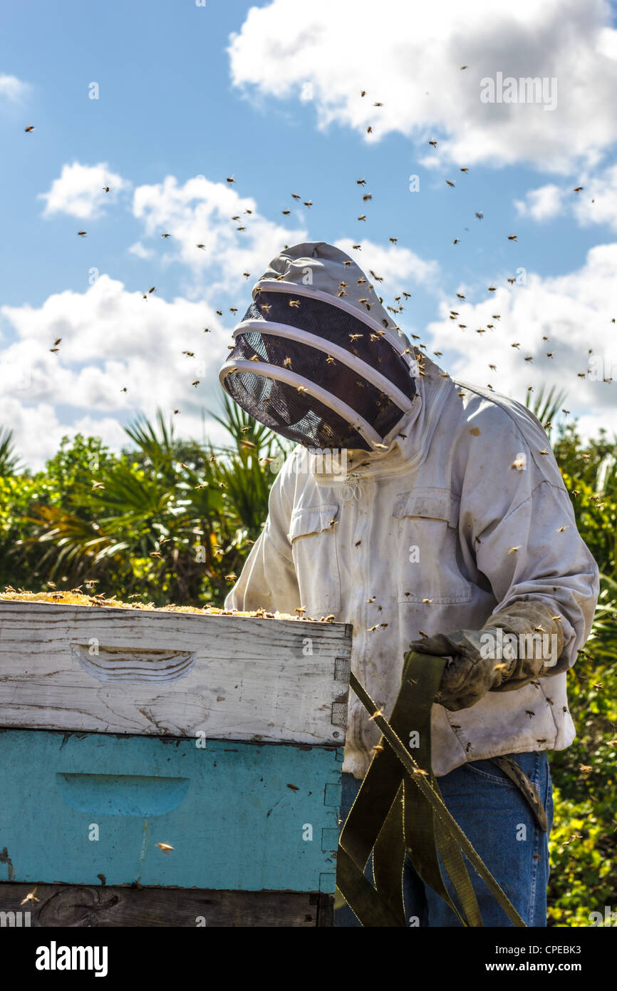 Wasp at farm hi-res stock photography and images - Alamy
