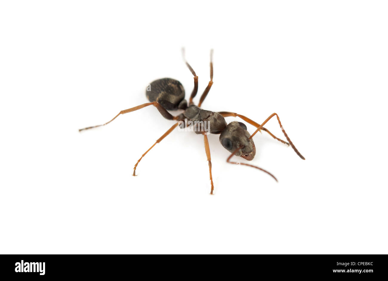 big forest ant isolated on white background Stock Photo - Alamy