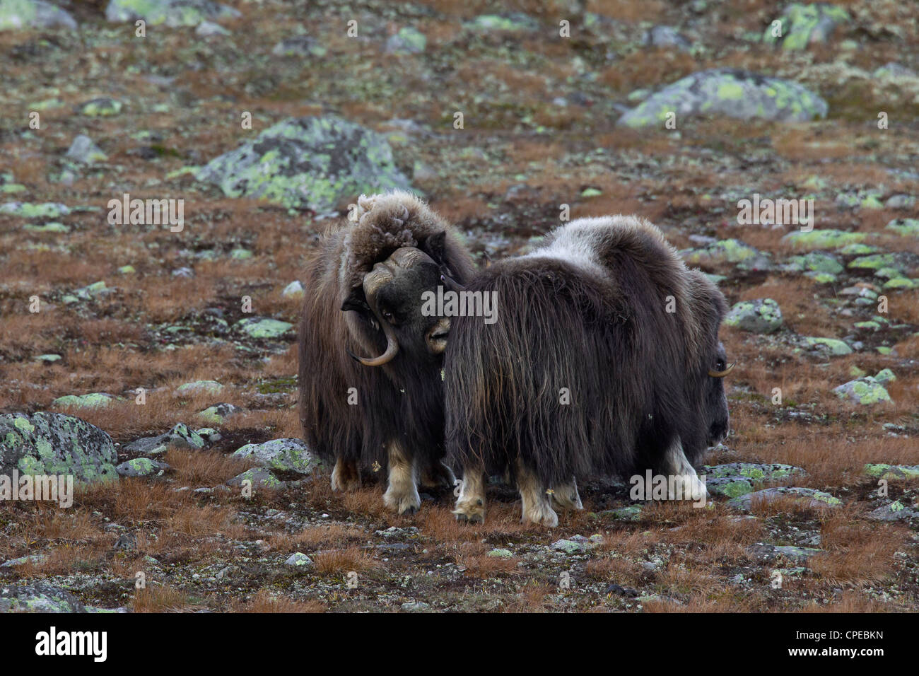 Muskox (Ovibos moschatus) female and bull on the tundra during rut in ...