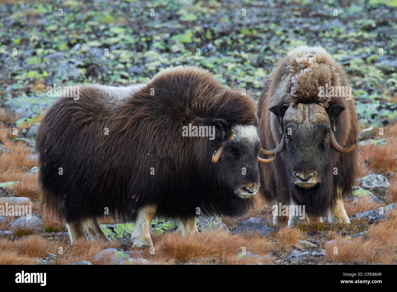 Muskox (Ovibos moschatus) female and bull on the tundra during rut in ...