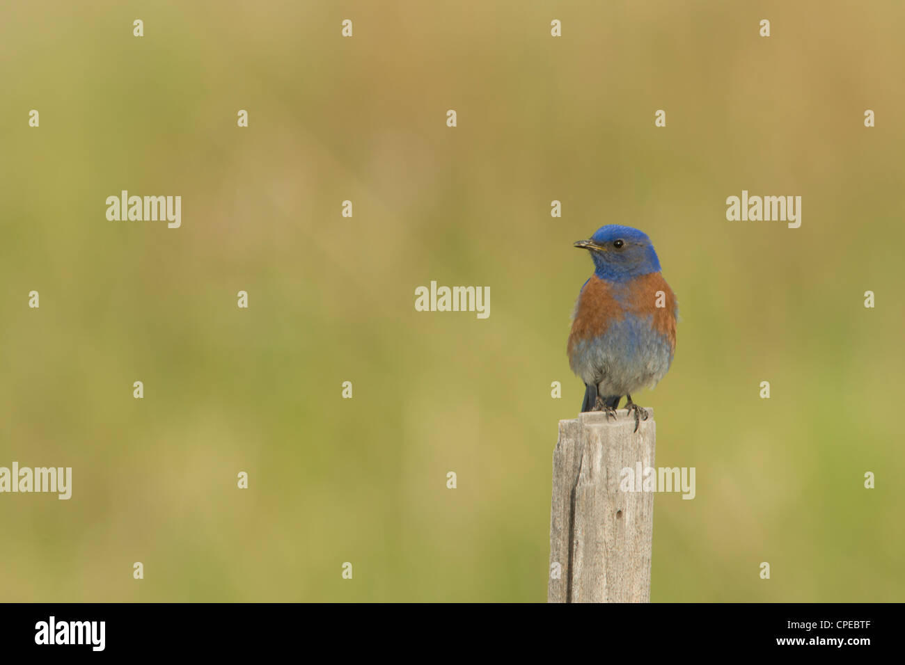Western Bluebird (Sialia mexicana) perched above a birdbox, Missoula, Montana Stock Photo - Alamy