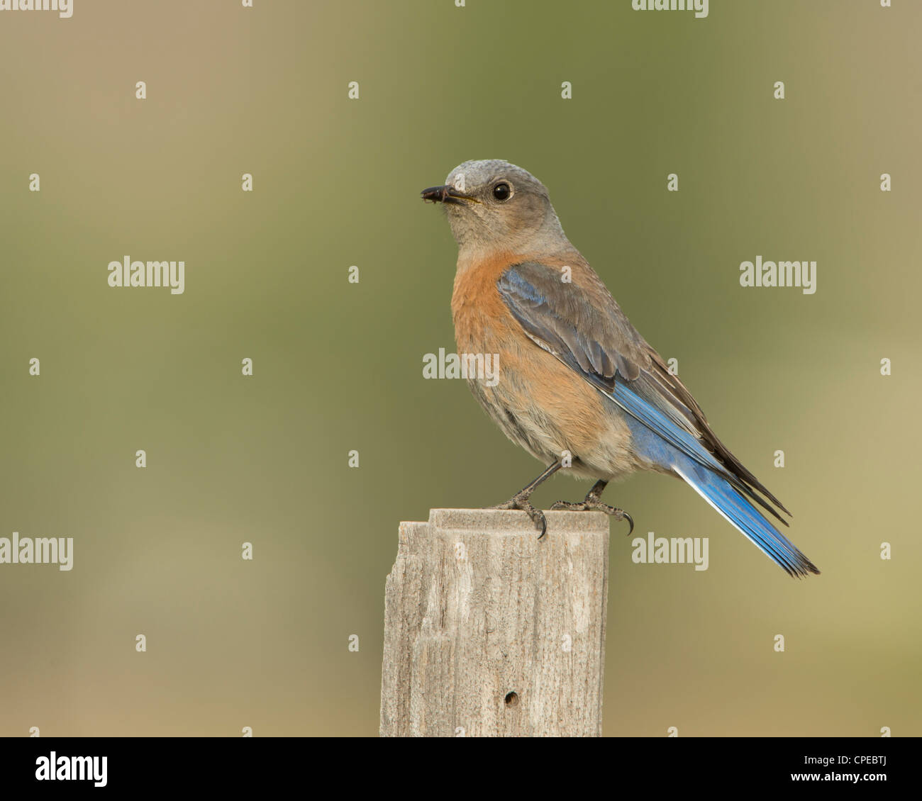 Female Western Bluebird (Sialia mexicana) perched above a birdbox, Missoula, Montana Stock Photo ...
