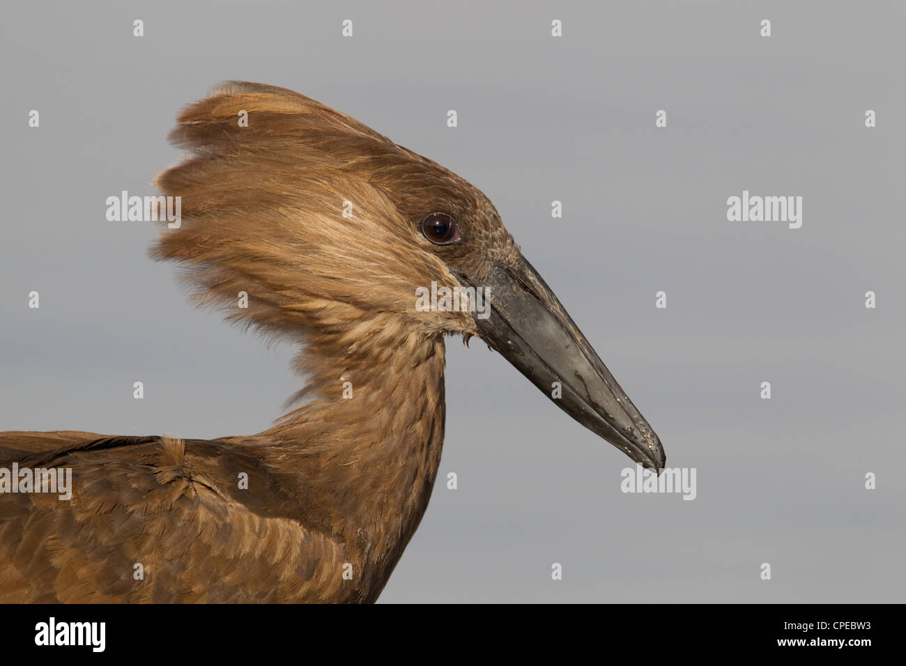 Scopus umbrette hi-res stock photography and images - Alamy