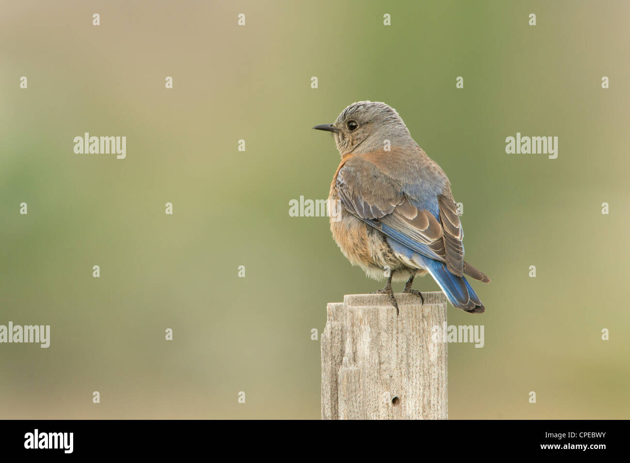 Western Bluebird Female