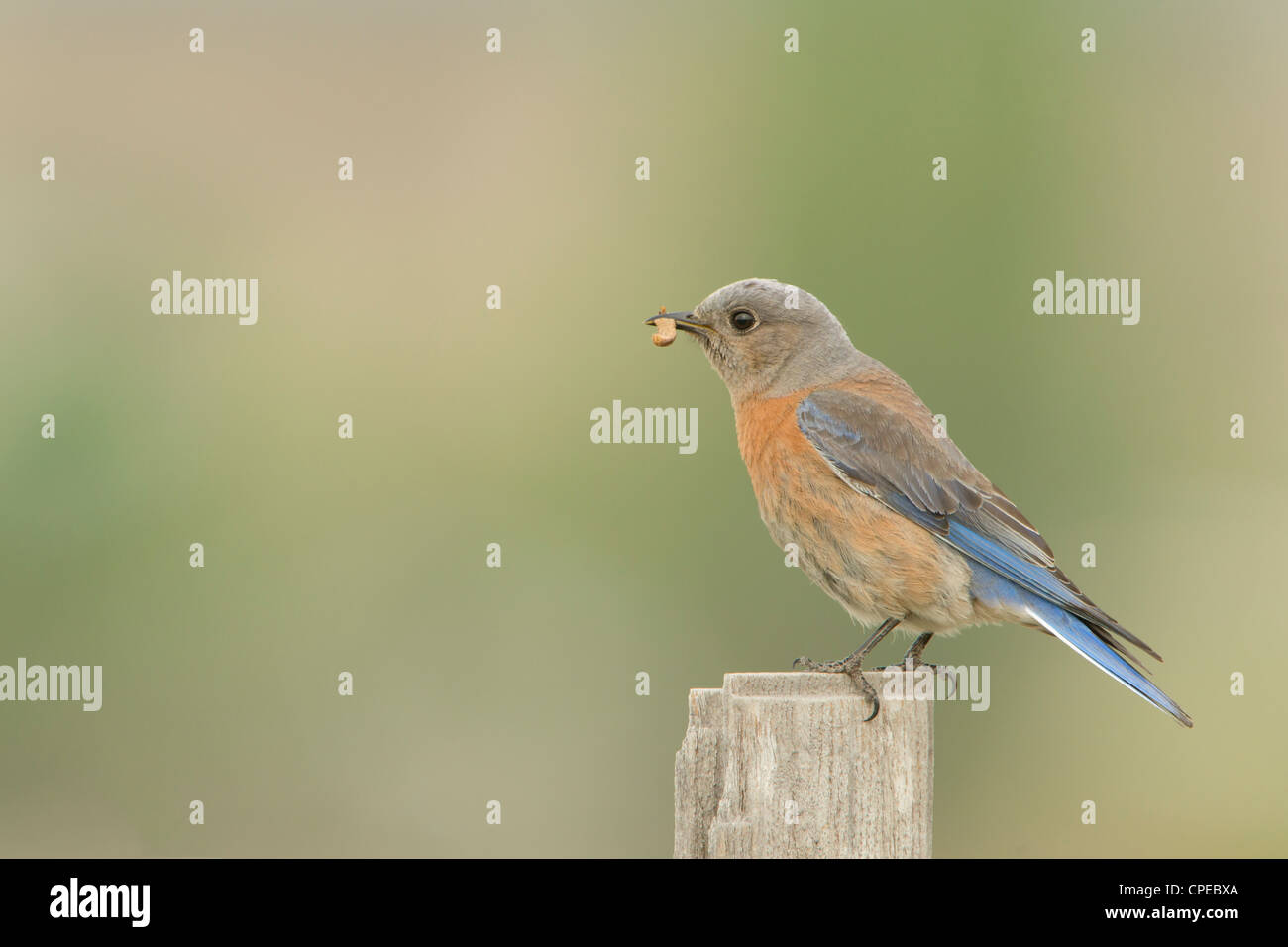 Female Western Bluebird