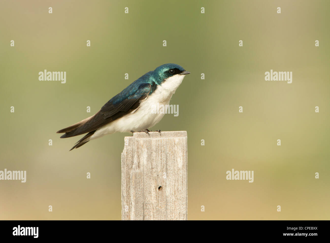 Hirundinidae genus hi-res stock photography and images - Alamy