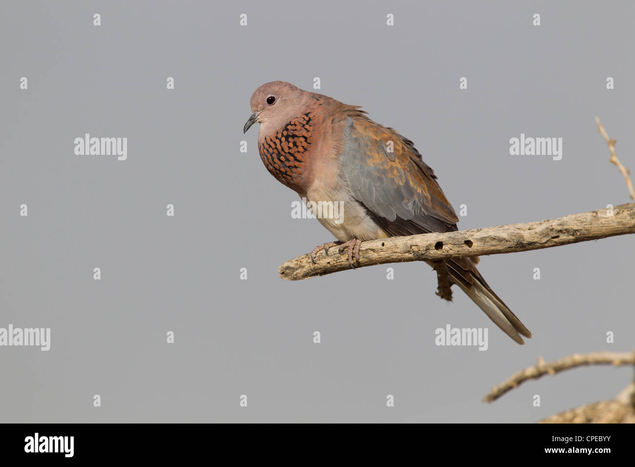 Laughing Dove Streptopelia senegalensis displaying from perch at Bilen ...