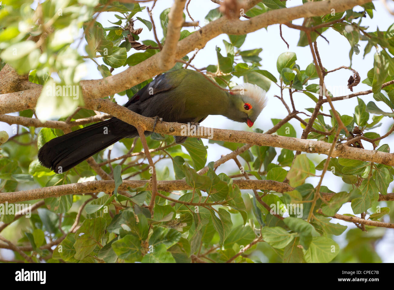 Prince ruspolis turaco hi-res stock photography and images - Alamy