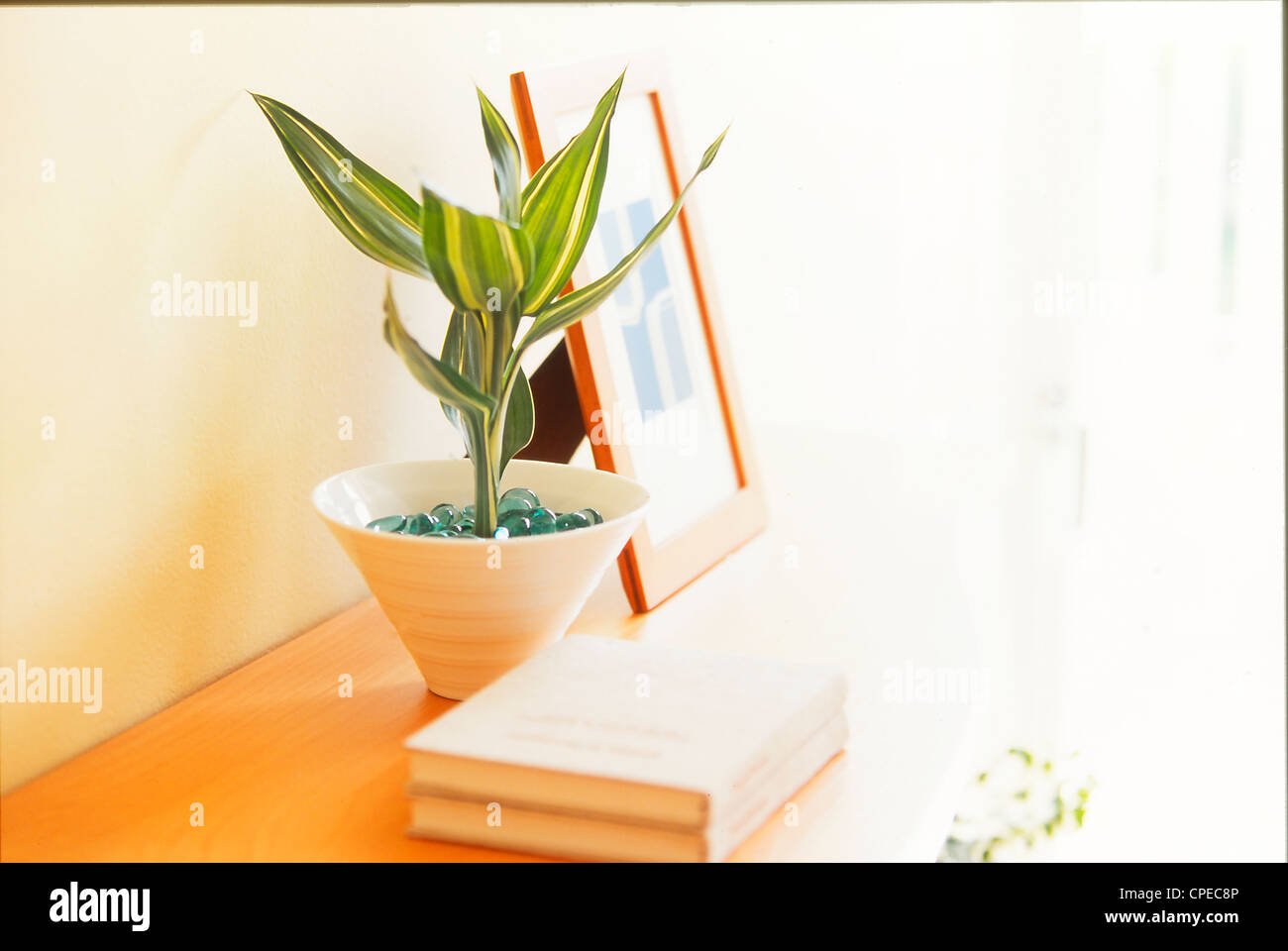 Close Up Of Potted Plant With Backlit Stock Photo - Alamy