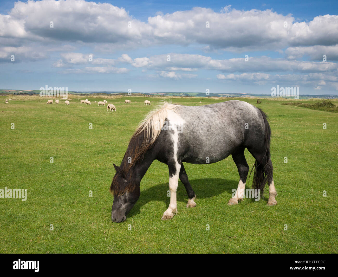 Pony in Northam Burrows Country Park, Northam, Devon, England Stock ...