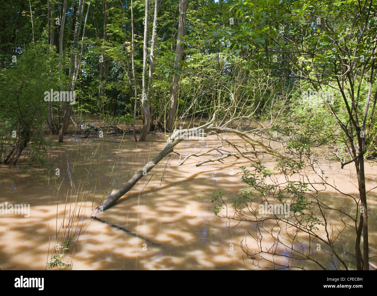 Flooded deciduous woodland after heavy rain appearing like swamp ...