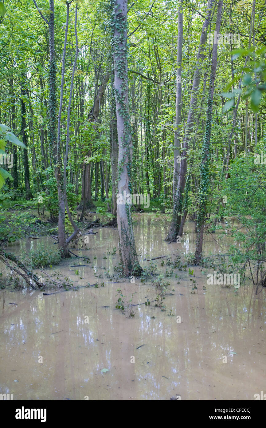 Flooded deciduous woodland after heavy rain appearing like swamp ...