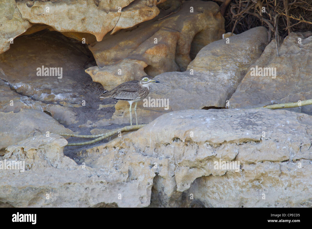 Senegal Thick-knee Burhinus capensis on weathered rock at Bailey Bridge ...