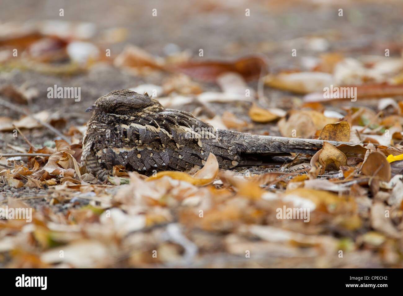 Slender-tailed Nightjar Caprimulgus clarus roosting at Lake Langano ...