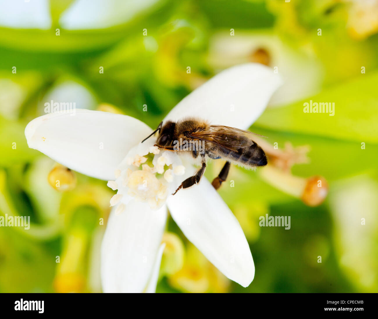 Bee pollinating orange blossom flower in spring on Mediterranean Stock ...