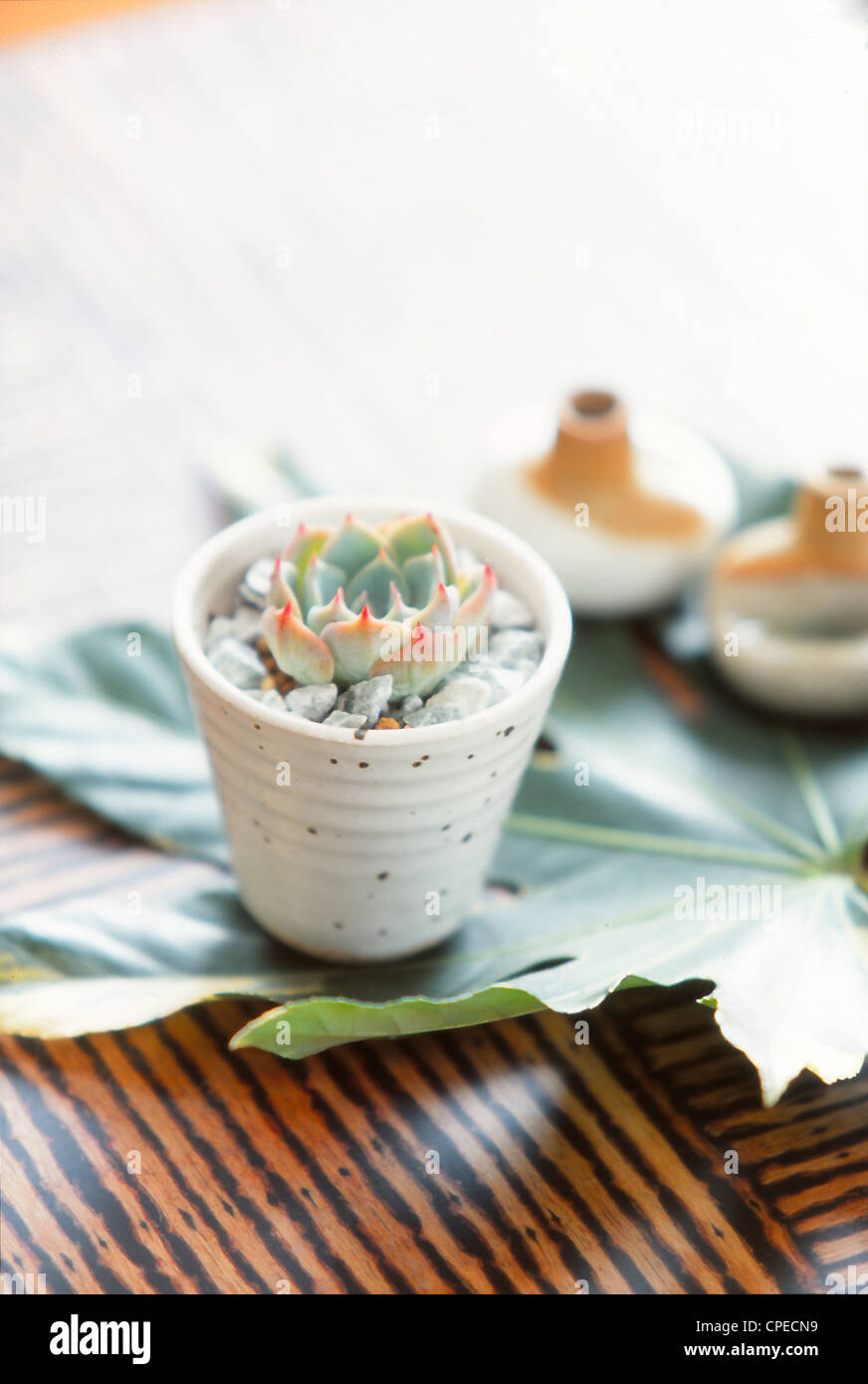 Large leaf plants hi-res stock photography and images - Alamy